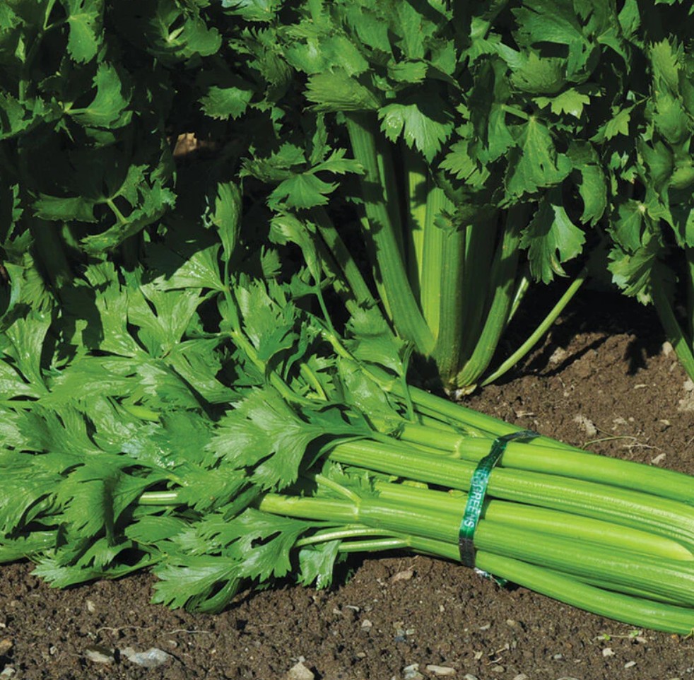 Apio Tango (Orgánica) – La Huerta del Negro